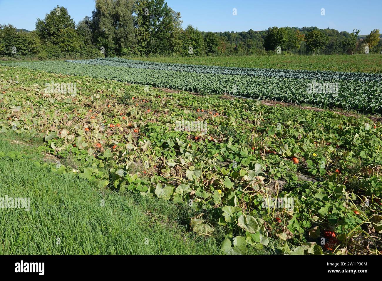 Cucurbita pepo fruit hi-res stock photography and images - Alamy