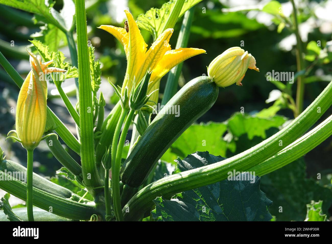 Cucurbita pepo, Zucchini Stock Photo - Alamy