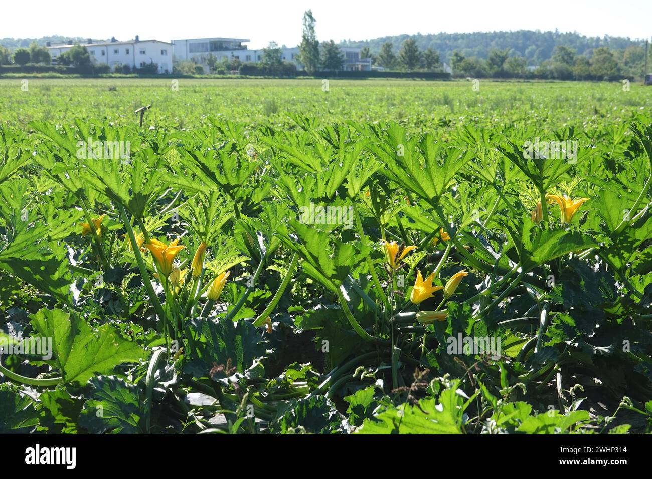 Cucurbita pepo, Zucchini Stock Photo - Alamy