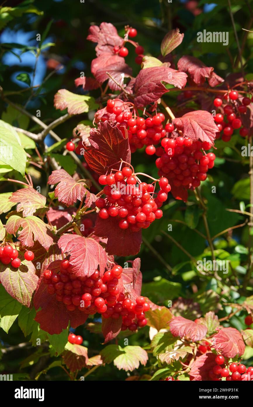 Viburnum opulus shrub bush flowers hi-res stock photography and images ...