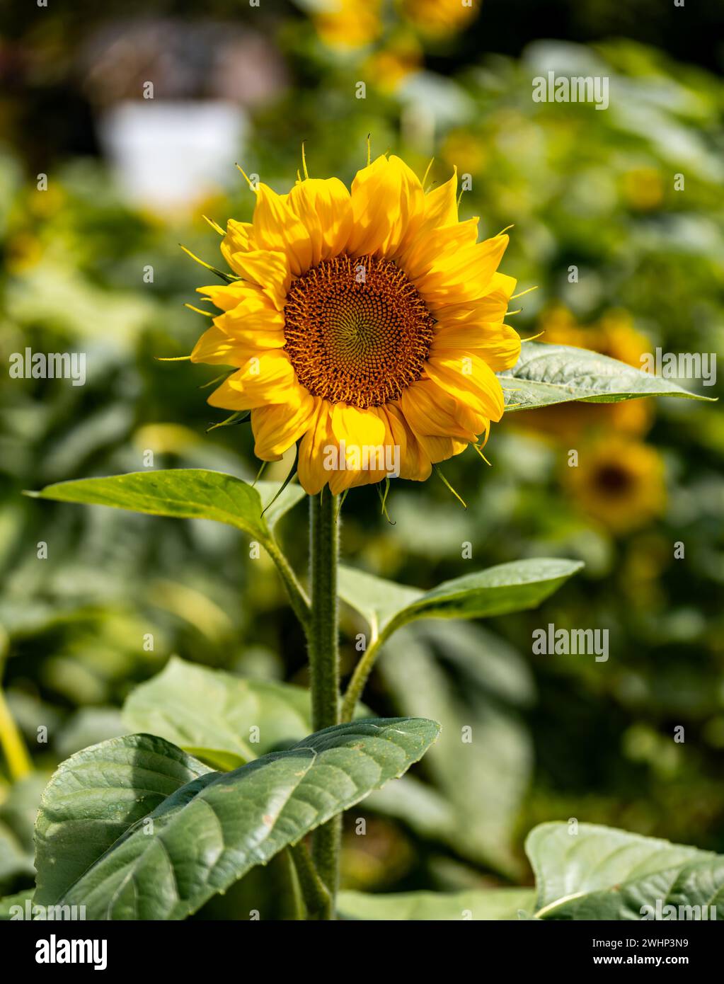 Beautiful fully bloomed sunflower Stock Photo - Alamy