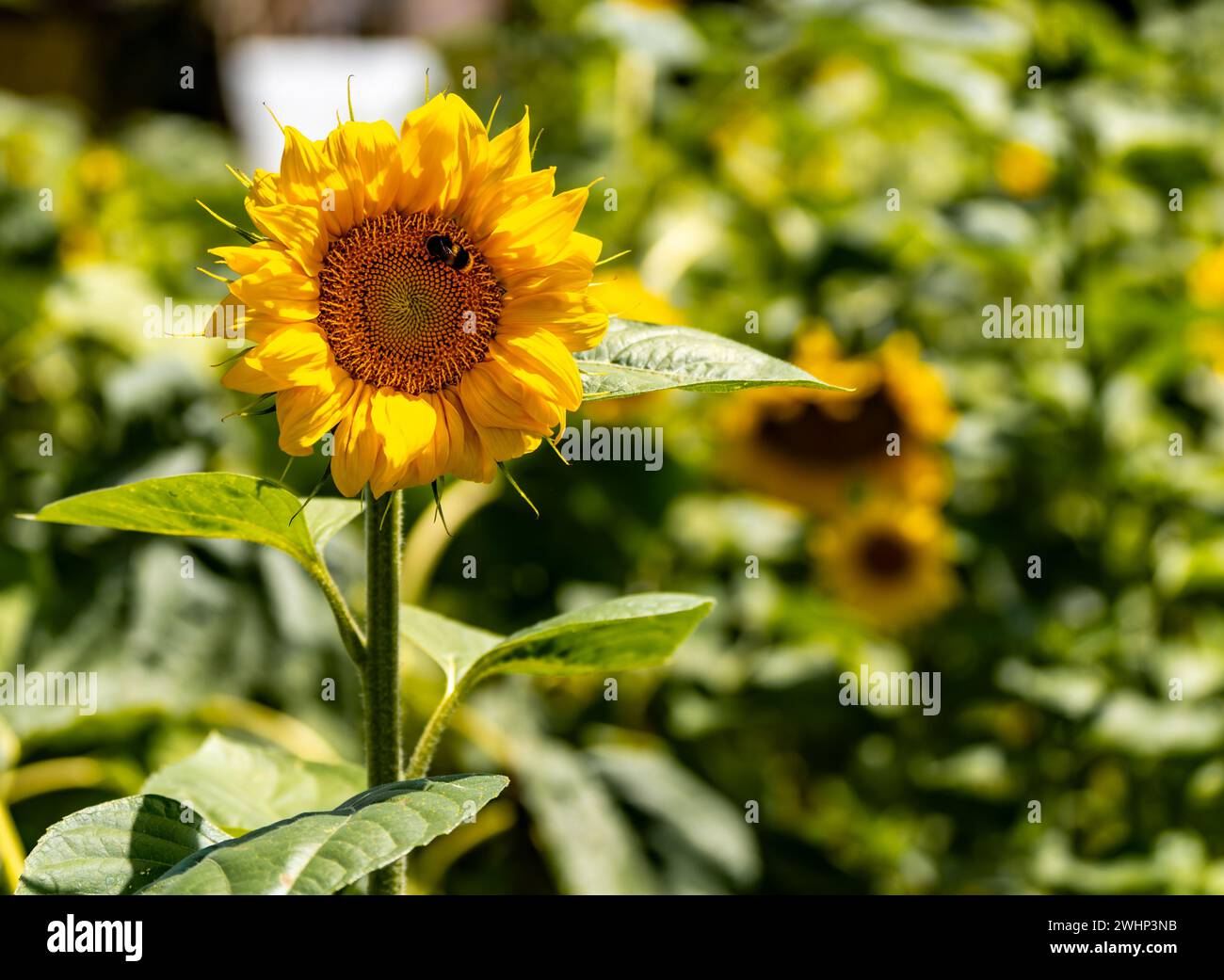 Beautiful fully bloomed sunflower Stock Photo - Alamy