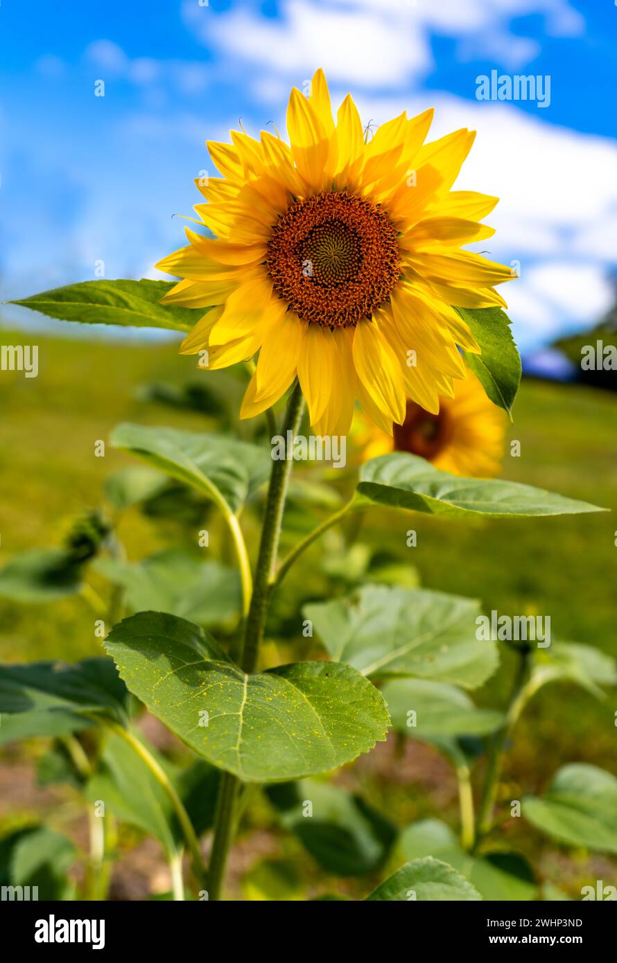 Fully bloomed sunflower hi-res stock photography and images - Alamy