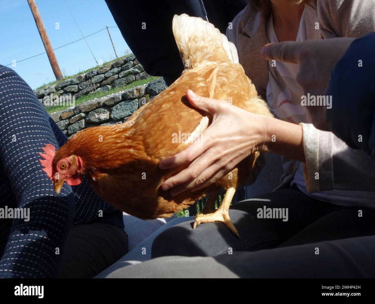 Chicken species hi-res stock photography and images - Alamy