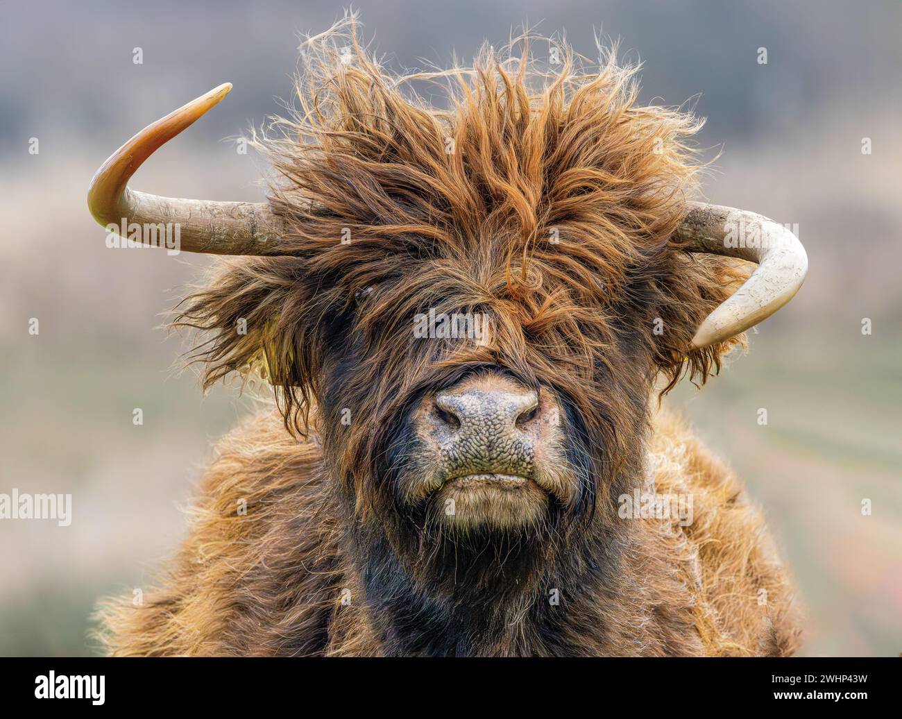 Portrait of a female Scottish highland calf with strongly curved horns ...