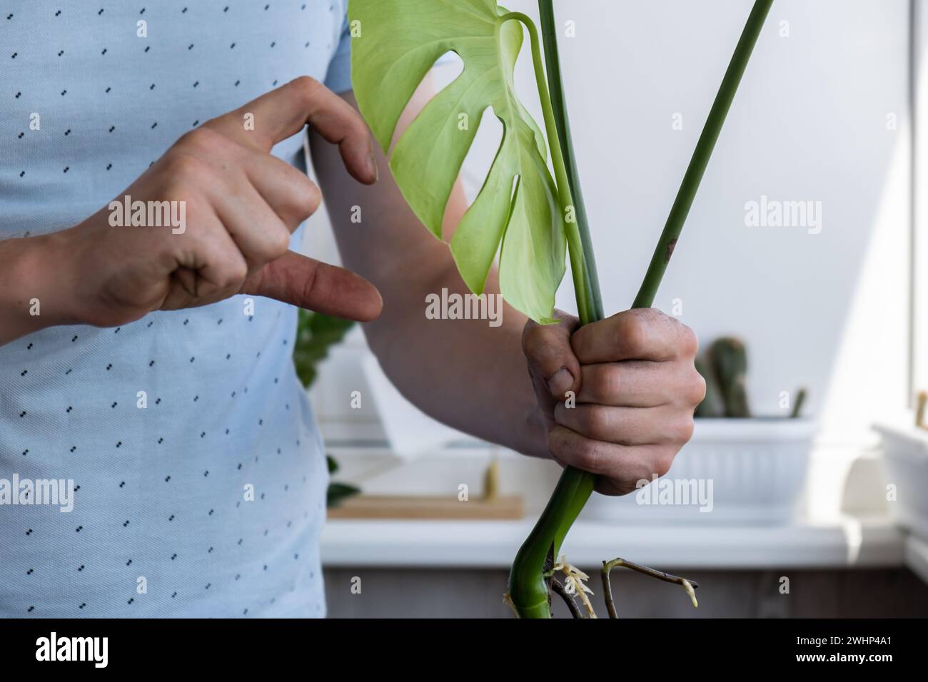 Man gardener hands showing heart sign while transplant monstera house ...