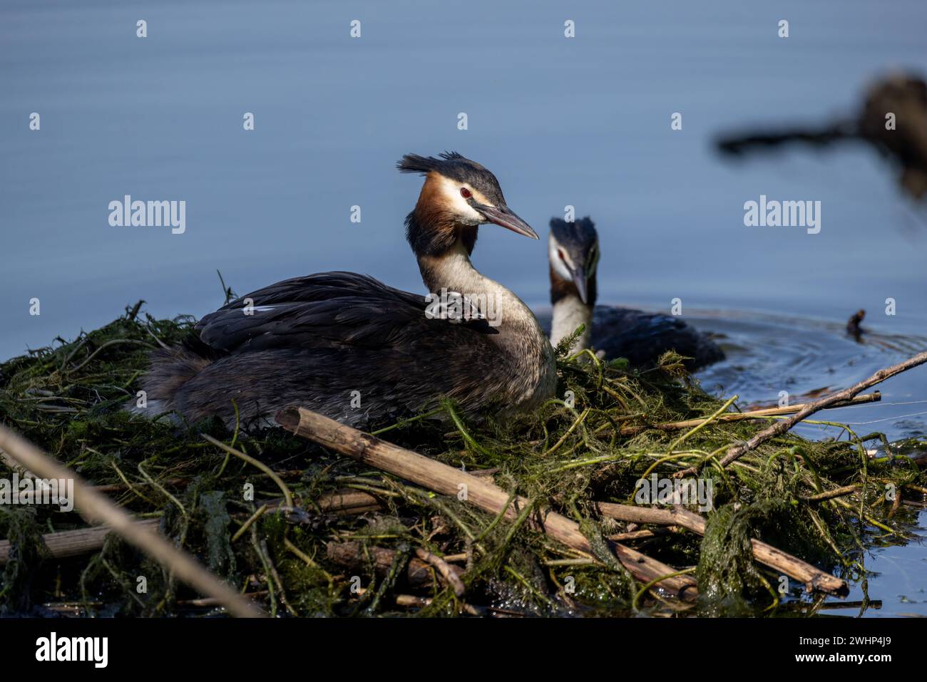 Great Crested Grebe, Podiceps cristatus, in it's nest with a small ...