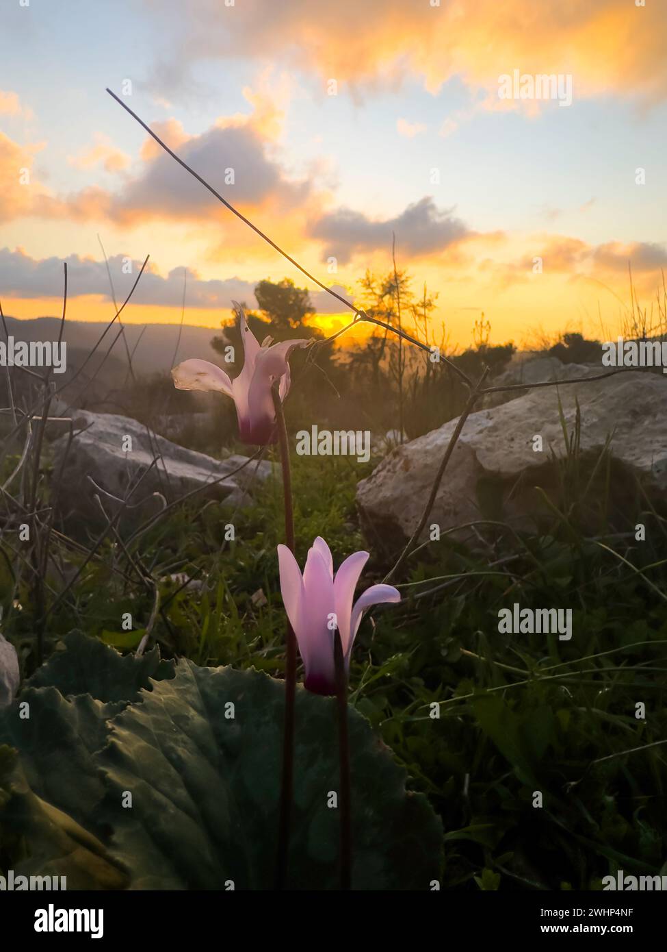 Sataf hi-res stock photography and images - Alamy