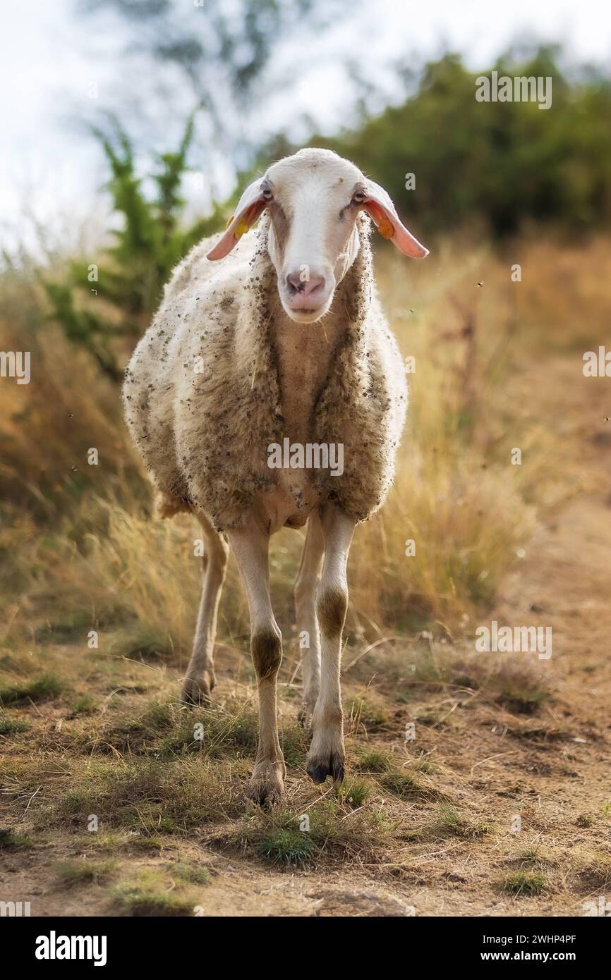 Sheep full of sticky buds looking at camera Stock Photo - Alamy