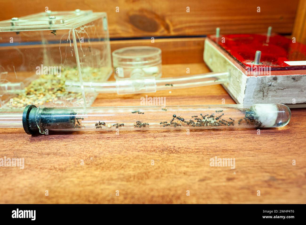 Transparent tube through which ants can walk. Used during biology ...