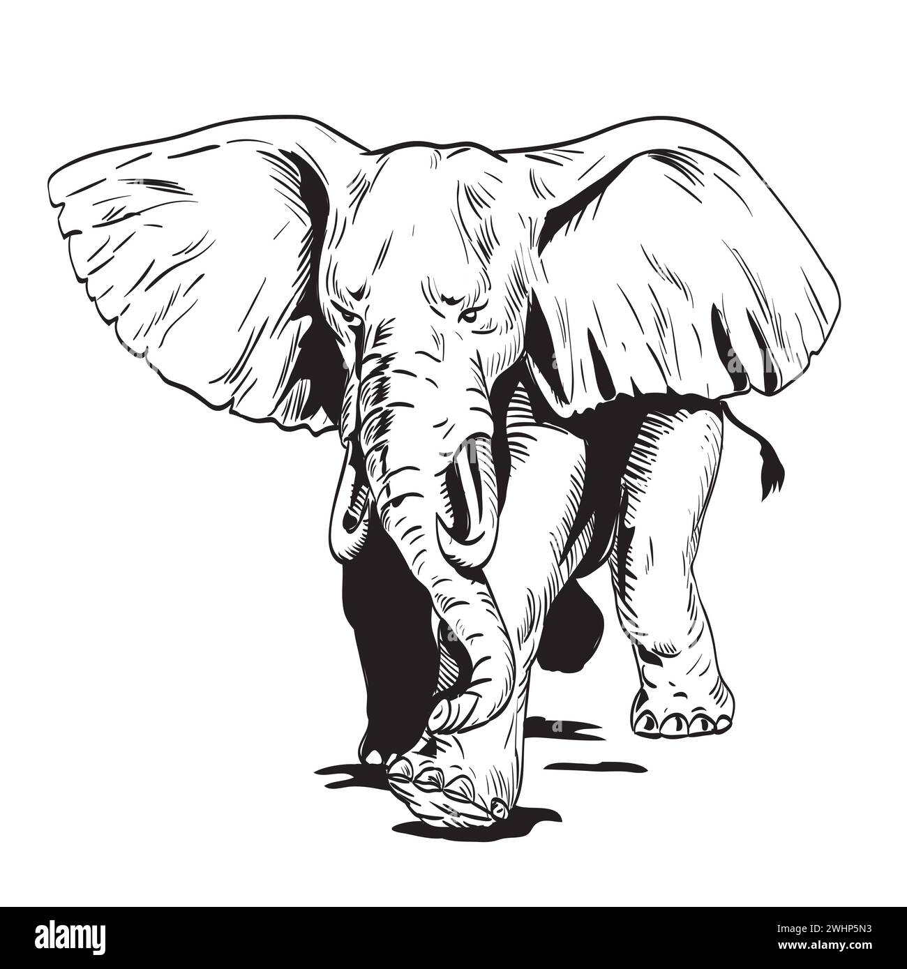 Angry African Elephant Charging Front View Comics Style Drawing Stock ...