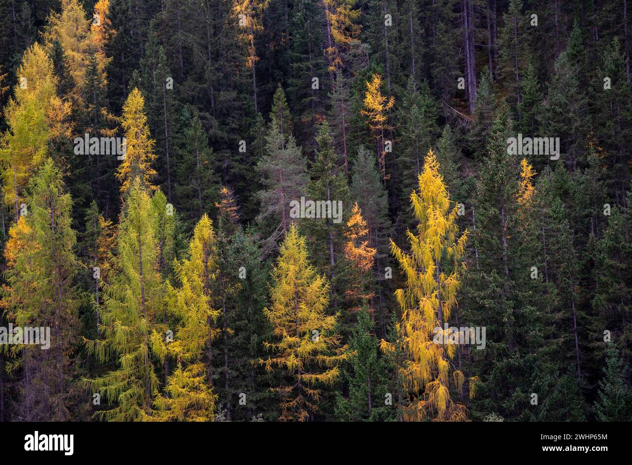 Yellow pine tree hi-res stock photography and images - Alamy