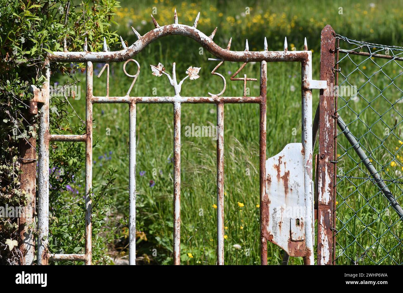 Overgrown garden in the Stuttgart region. A wild meadow with ...