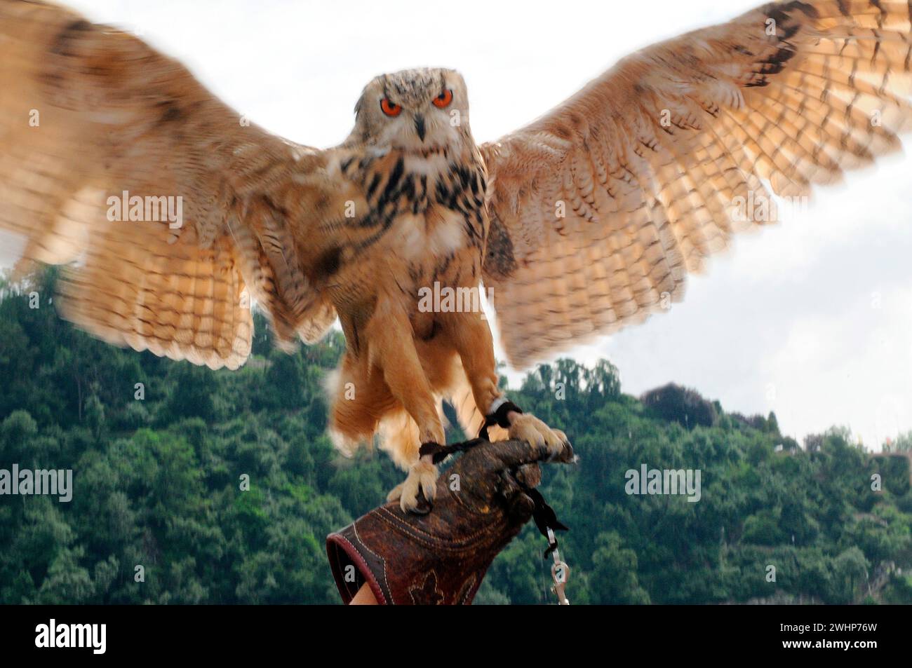 Predatory birds species hi-res stock photography and images - Alamy
