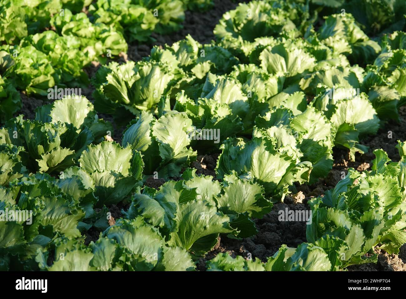 Lettuce garden romaine hi-res stock photography and images - Alamy