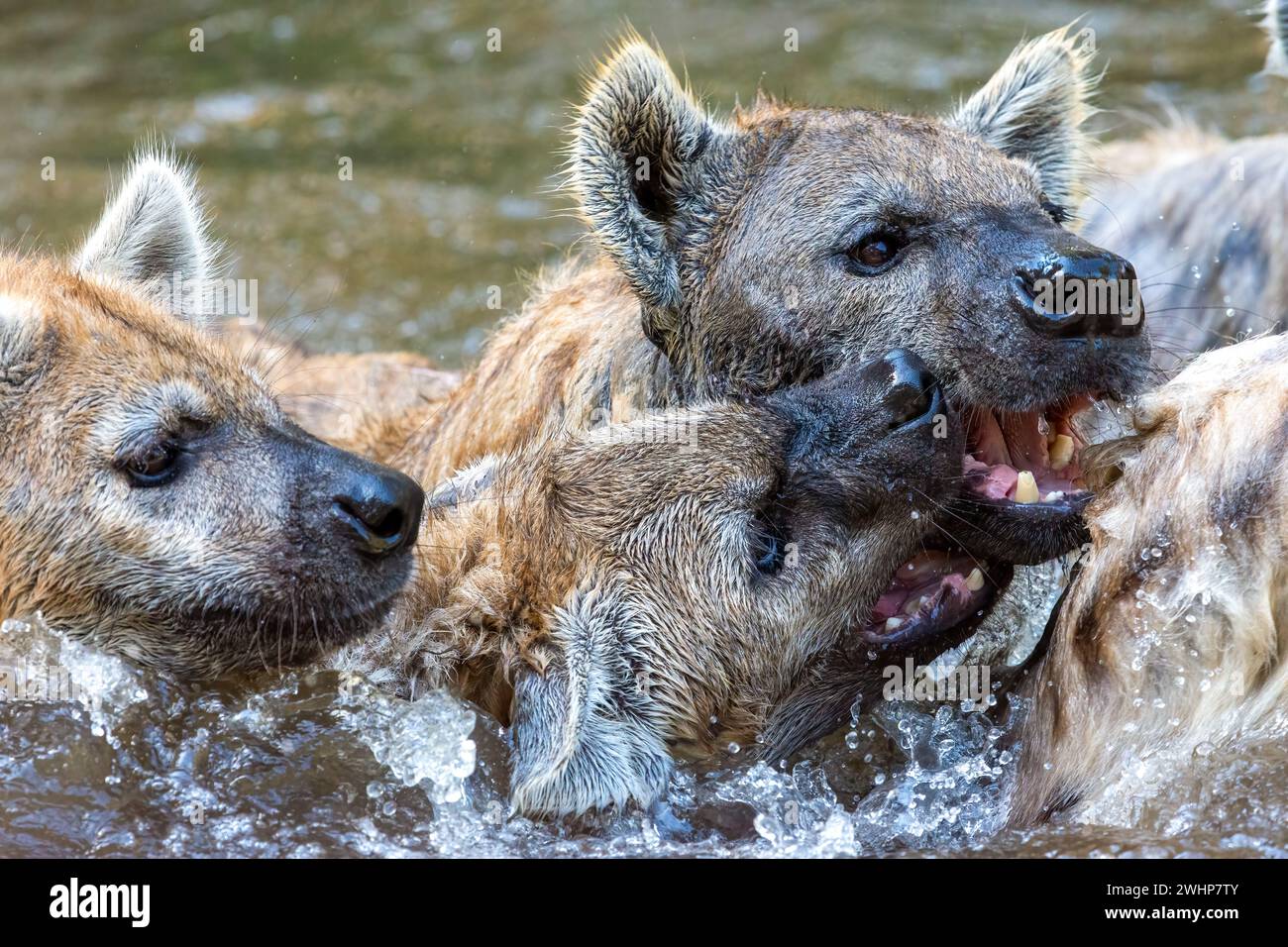 A group of hyenas frolicking in the water, engaging in playful ...