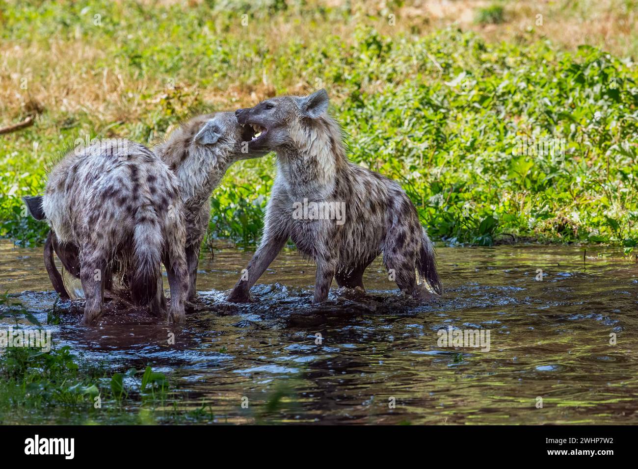 The two hyenas frolicking in the water next to vegetation Stock Photo ...