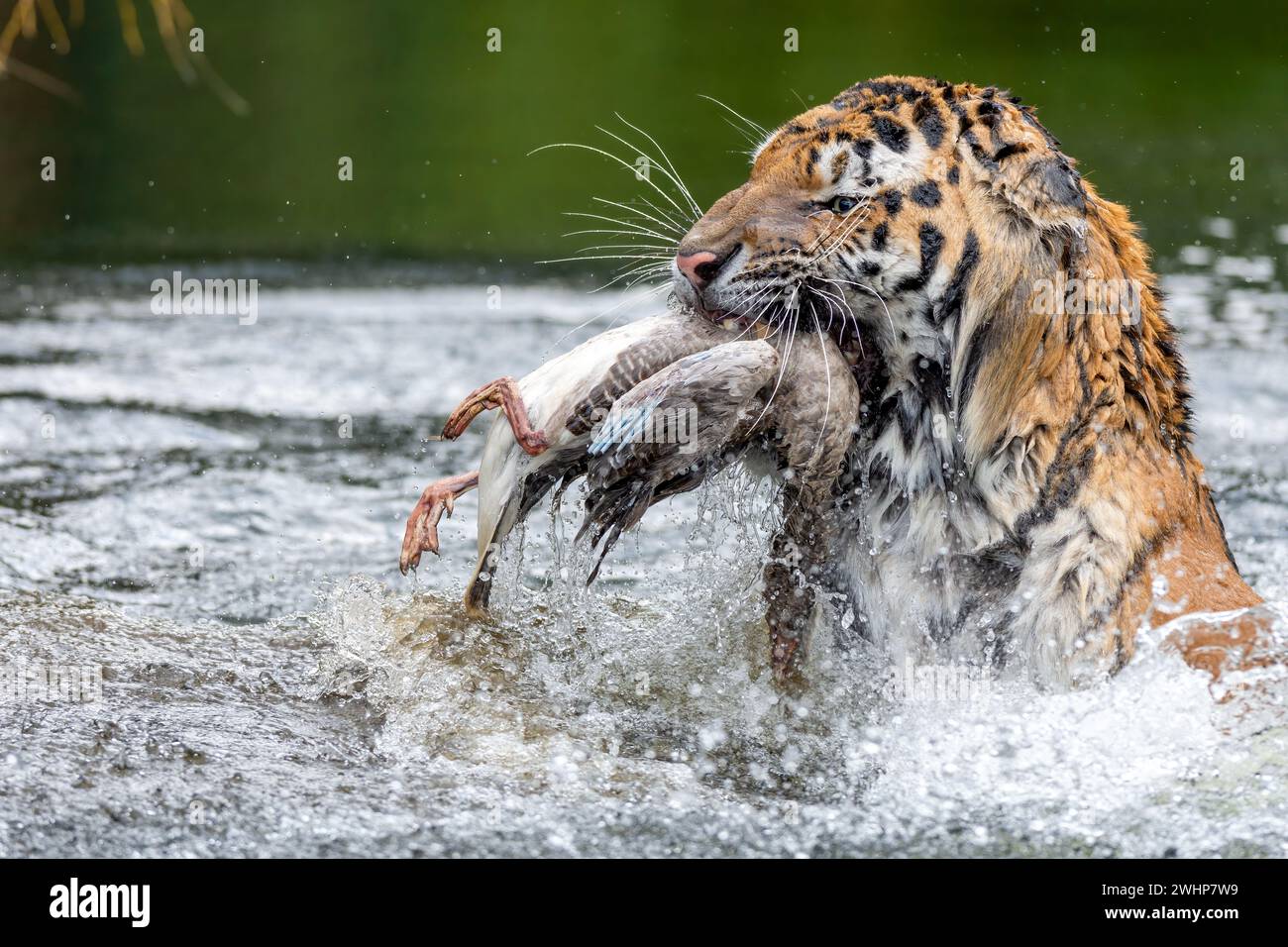 A Siberian tiger catches a bird Stock Photo - Alamy