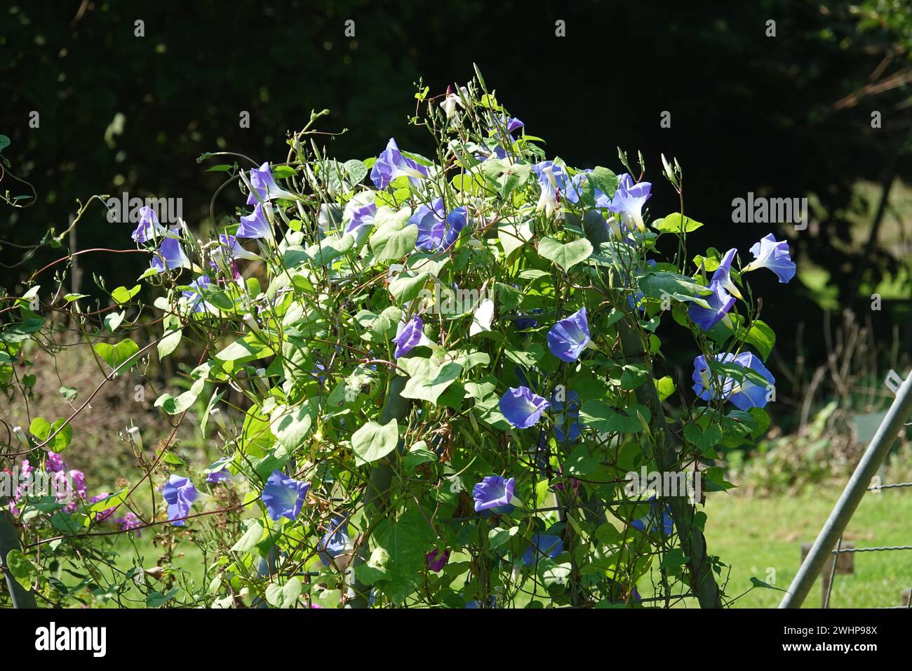 Morning glory potato hi-res stock photography and images - Alamy