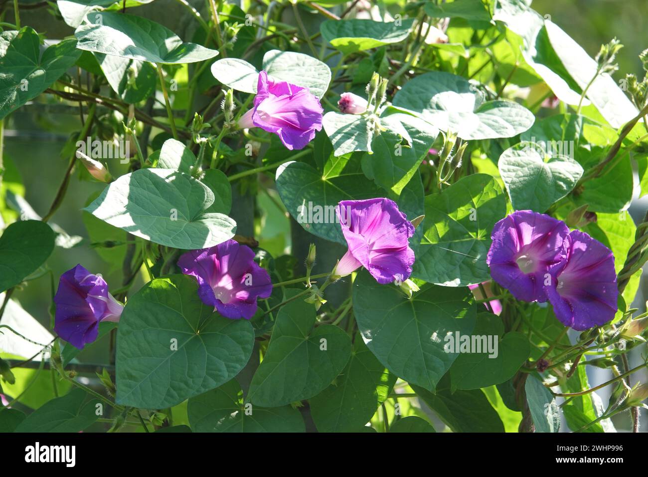 Ipomoea grandiflorum hi-res stock photography and images - Alamy