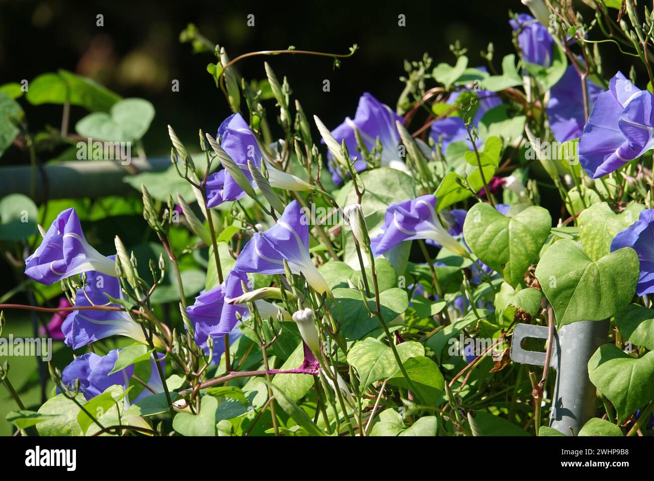 Ipomoea grandiflorum hi-res stock photography and images - Alamy