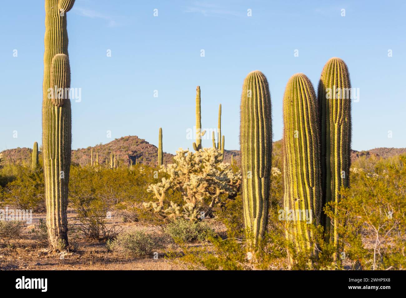 Landscape with saguaro cacti, New Mexico, USA Stock Photo - Alamy
