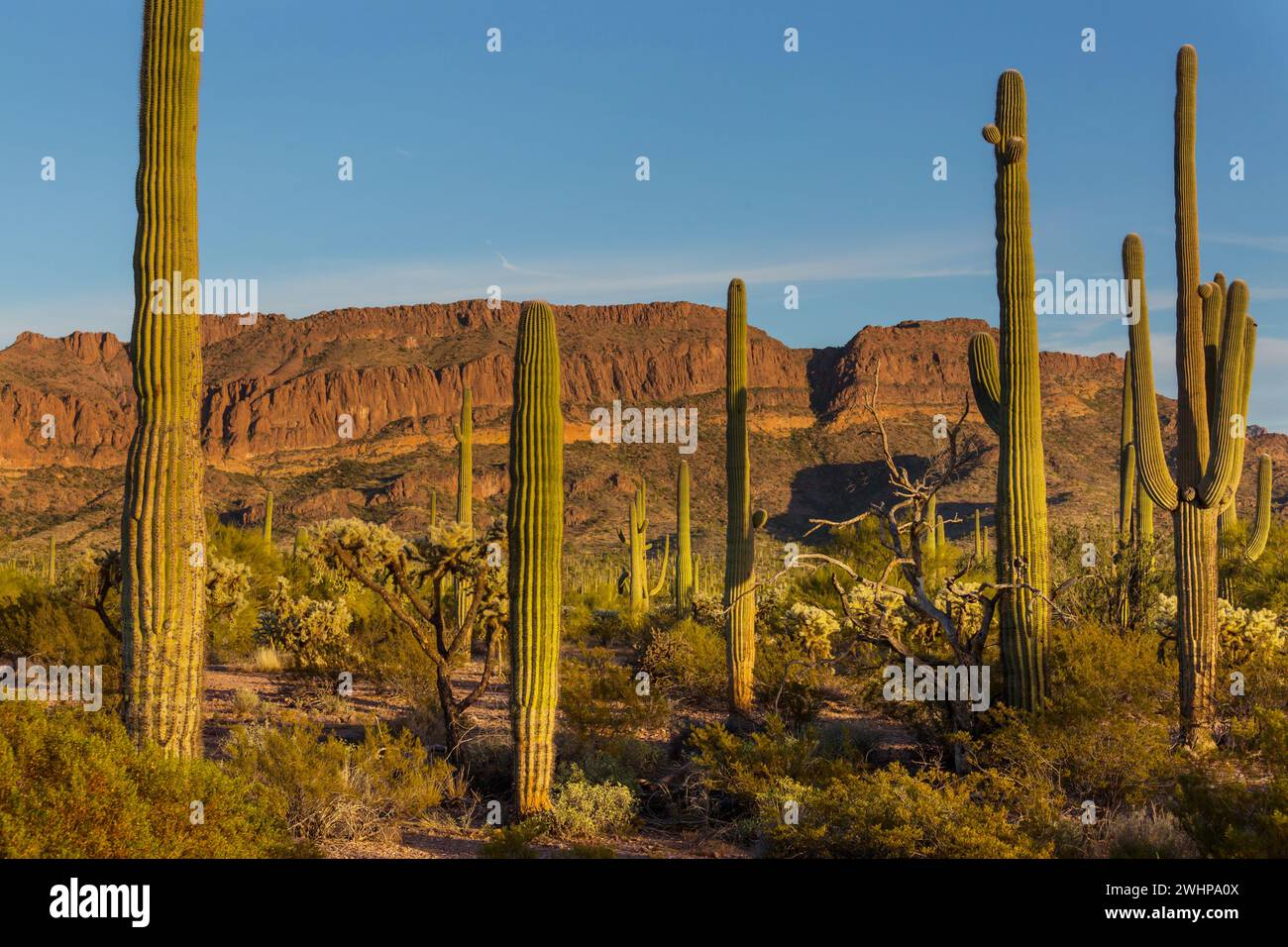 Landscape with saguaro cacti, New Mexico, USA Stock Photo - Alamy