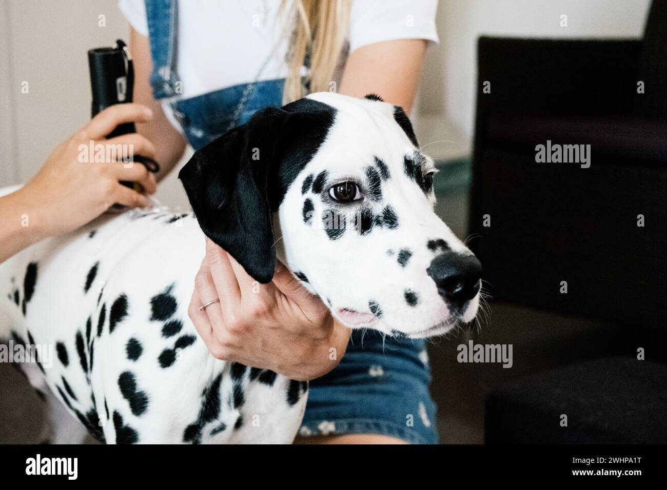 dalmatian dog laser therapy training Stock Photo - Alamy
