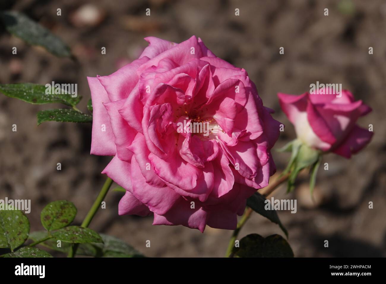 Barbie rosa hi-res stock photography and images - Alamy