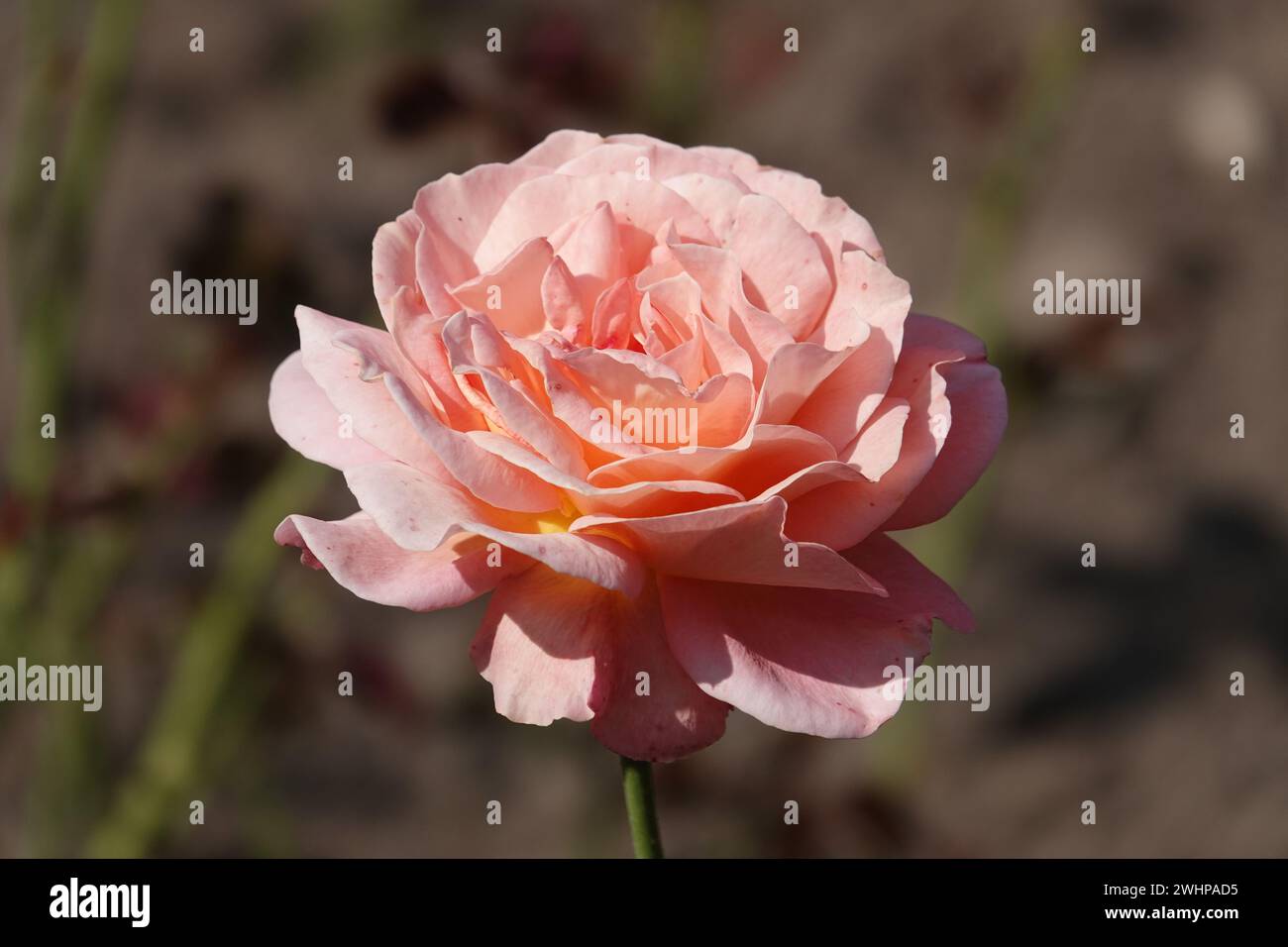 Rosa First Lady, Hybridrose Stock Photo - Alamy