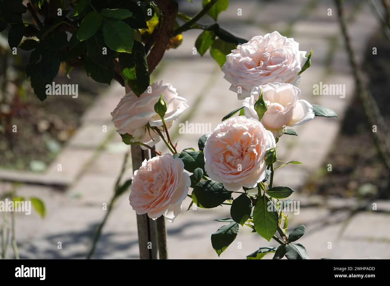 Rosa ma hi-res stock photography and images - Alamy