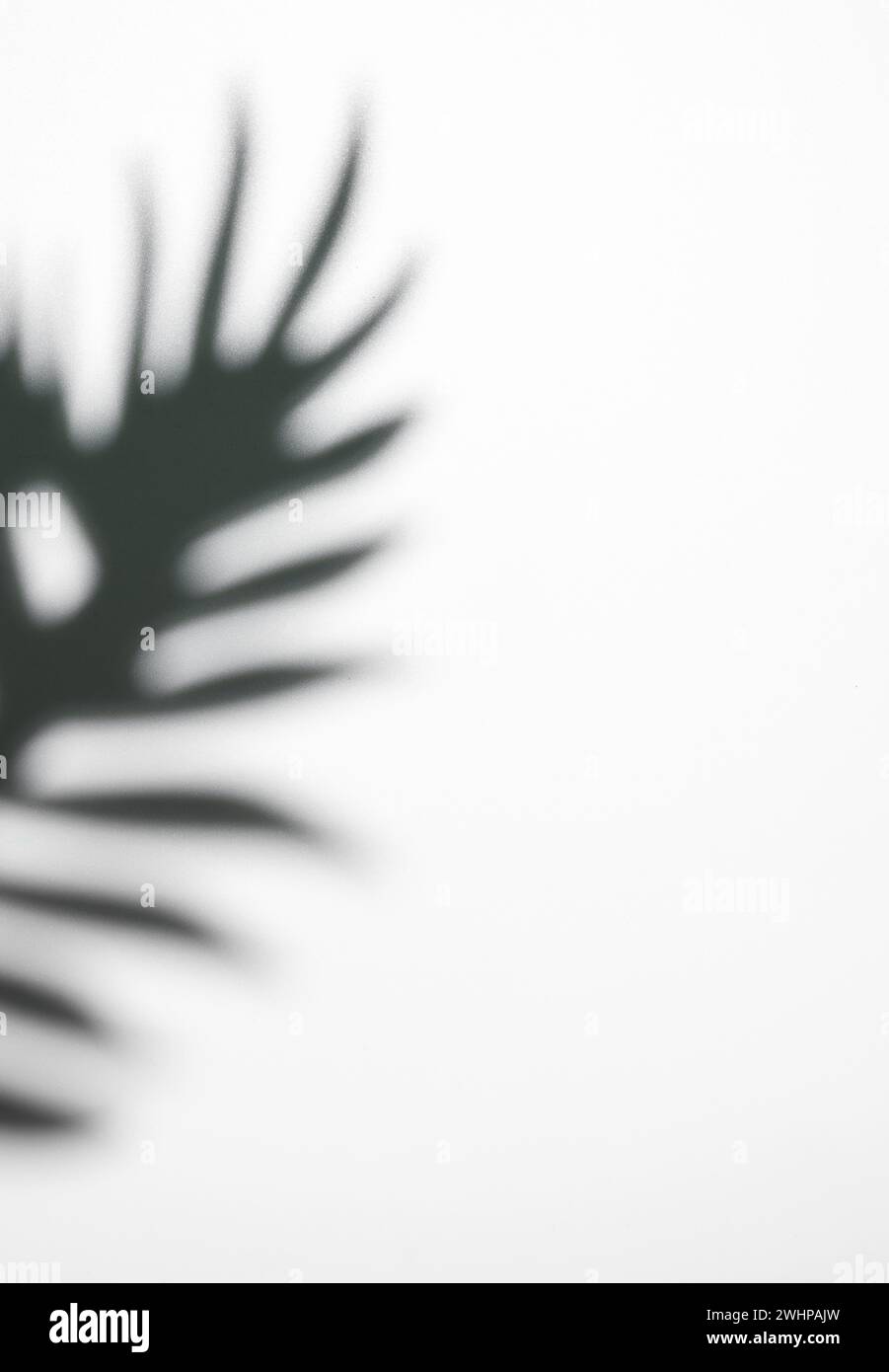 Shadow from branch shadows tree hi-res stock photography and images - Alamy