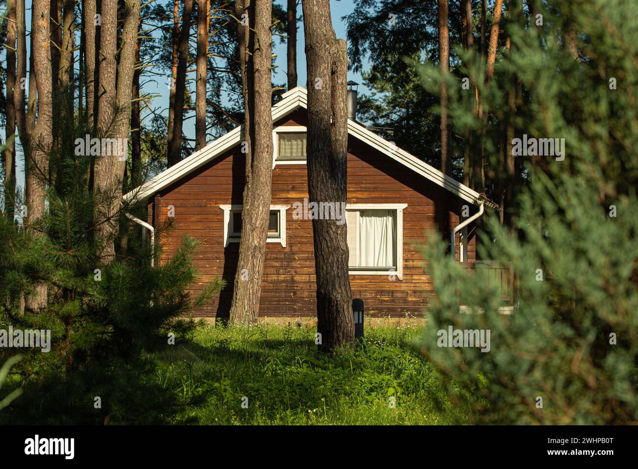 Cozy small wooden house cottage in a pines forest in summer. Rustic ...