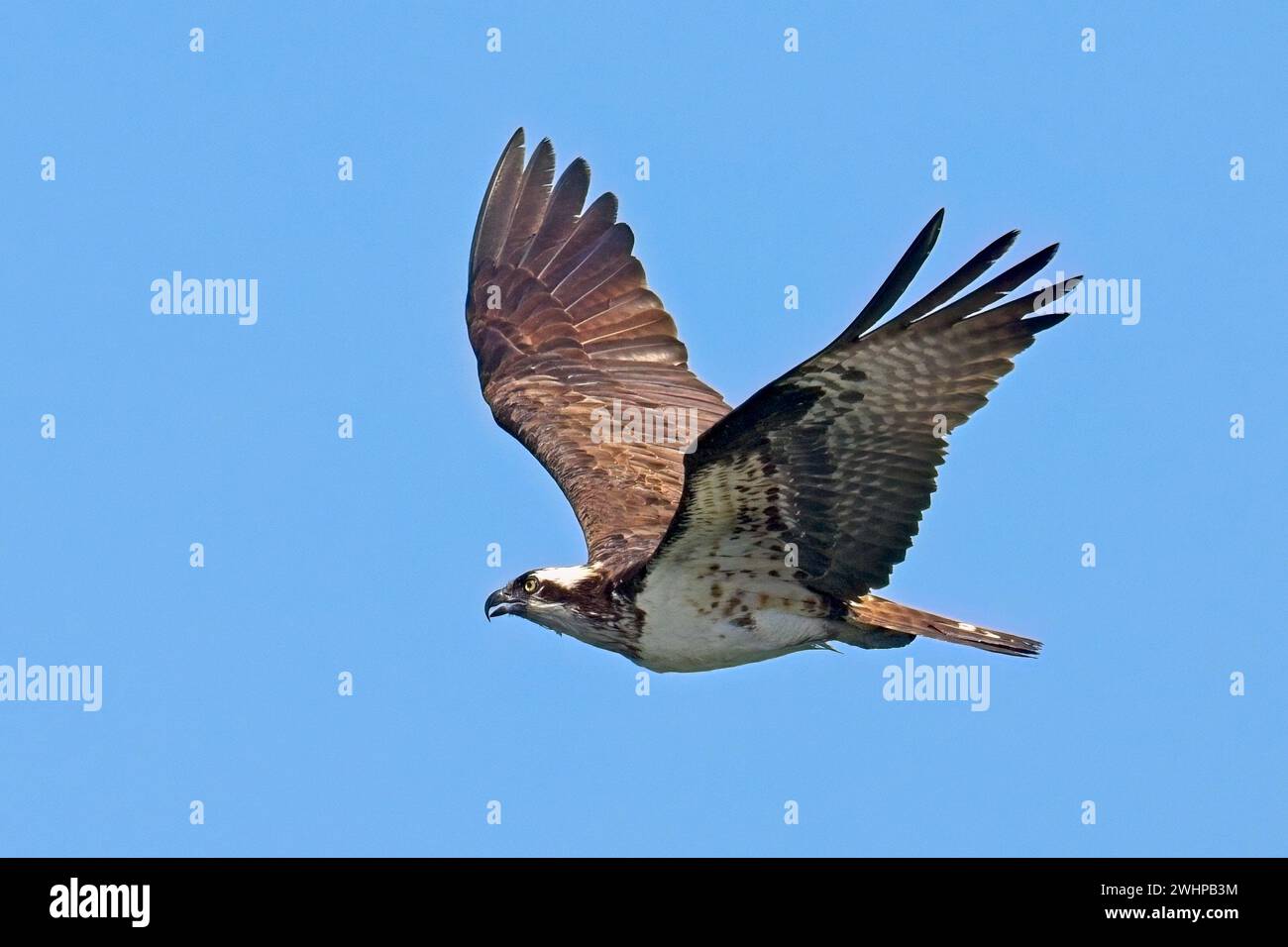 Hawk soaring high in sky hi-res stock photography and images - Alamy