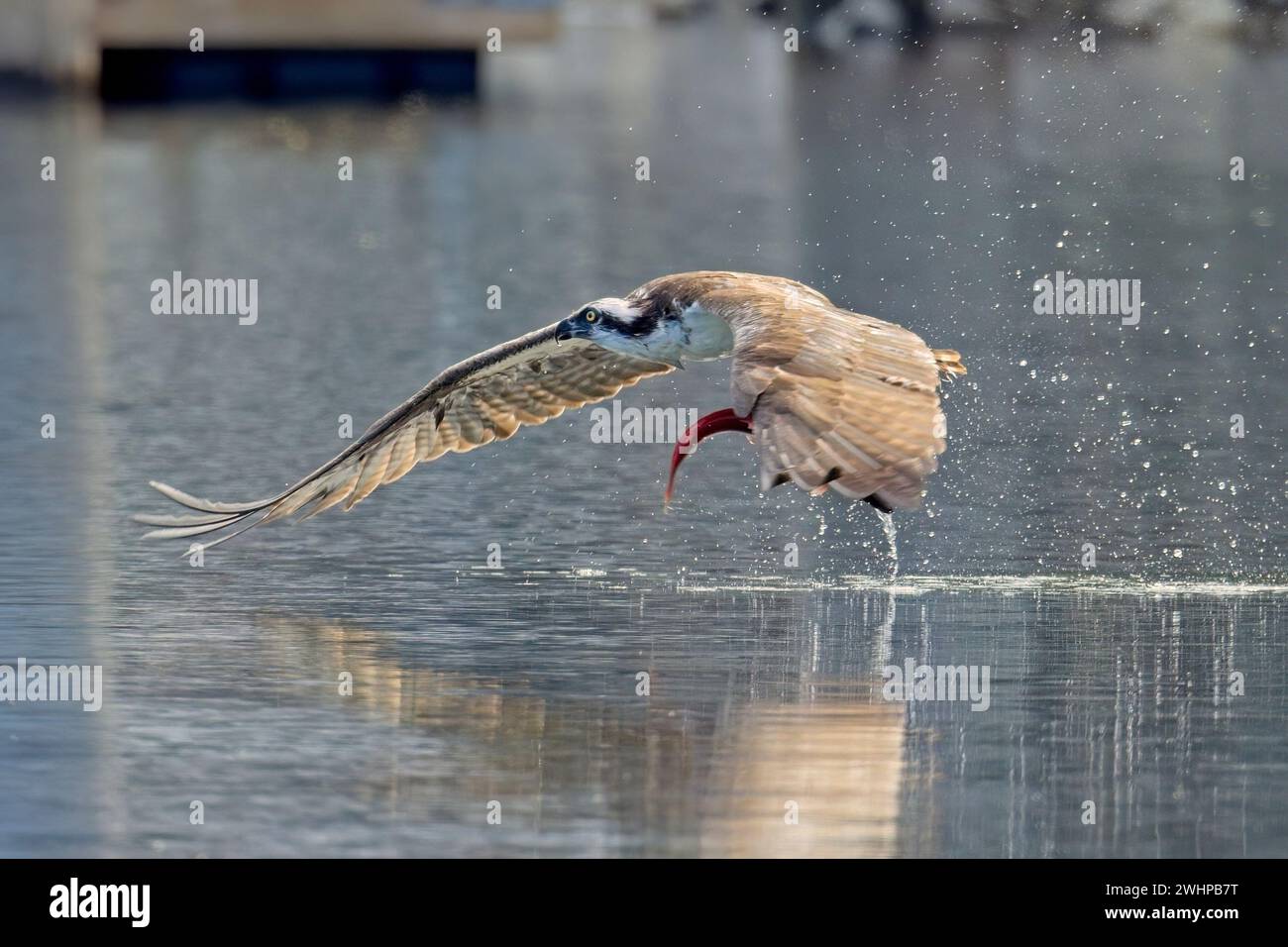 Osprey flies with spread wings above water Stock Photo - Alamy