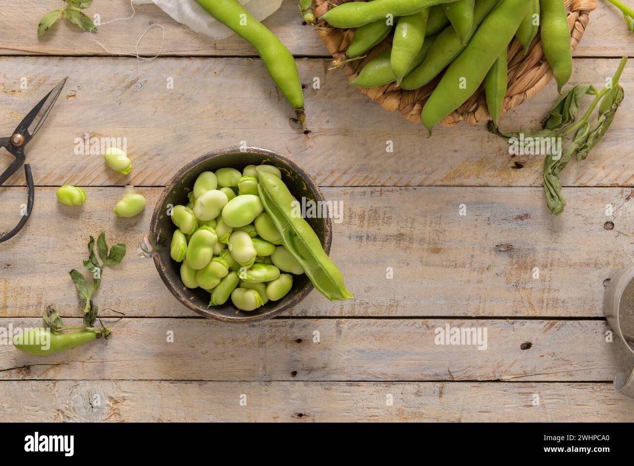 Broad bean harvest hi-res stock photography and images - Alamy