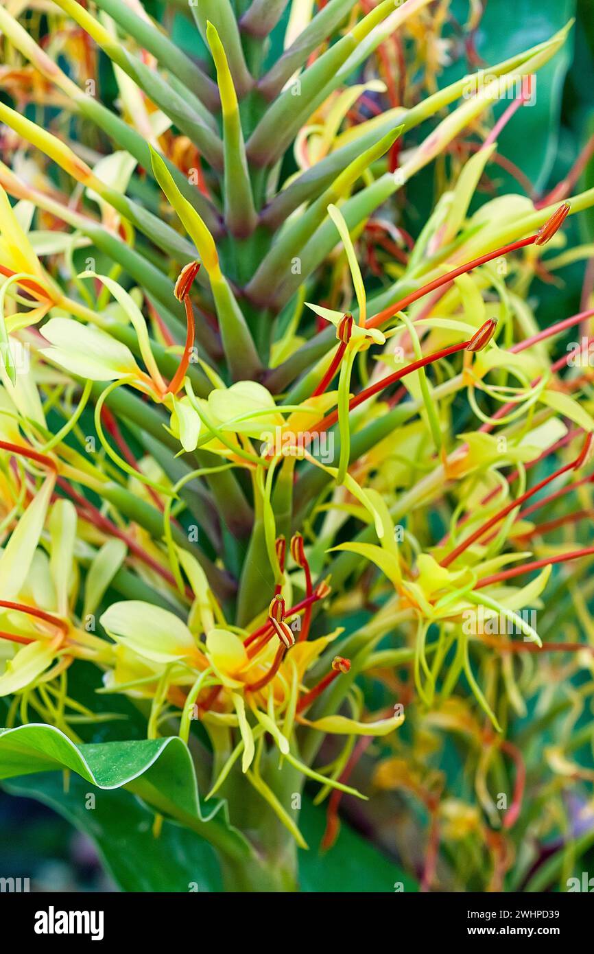 Kahili ginger (Hedychium gardnerianum), Zingiberaceae. Rhizomatous ...