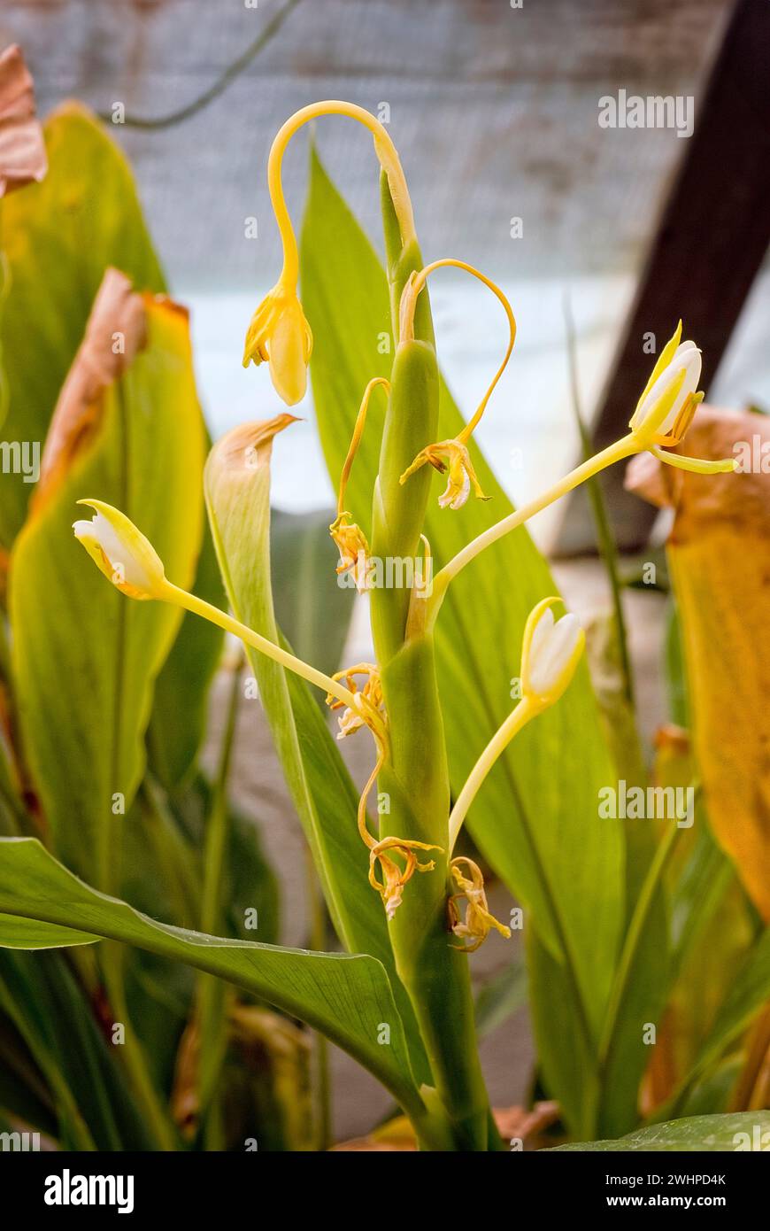 Hedychium tenellum, Zingiberaceae. perennial grass, rhizomatous ...