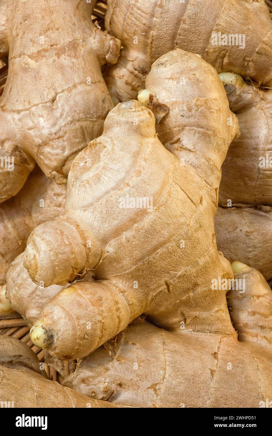 Ginger root (Zingiber officinale), Zinjgiberaceae. Aromatic and spicy ...