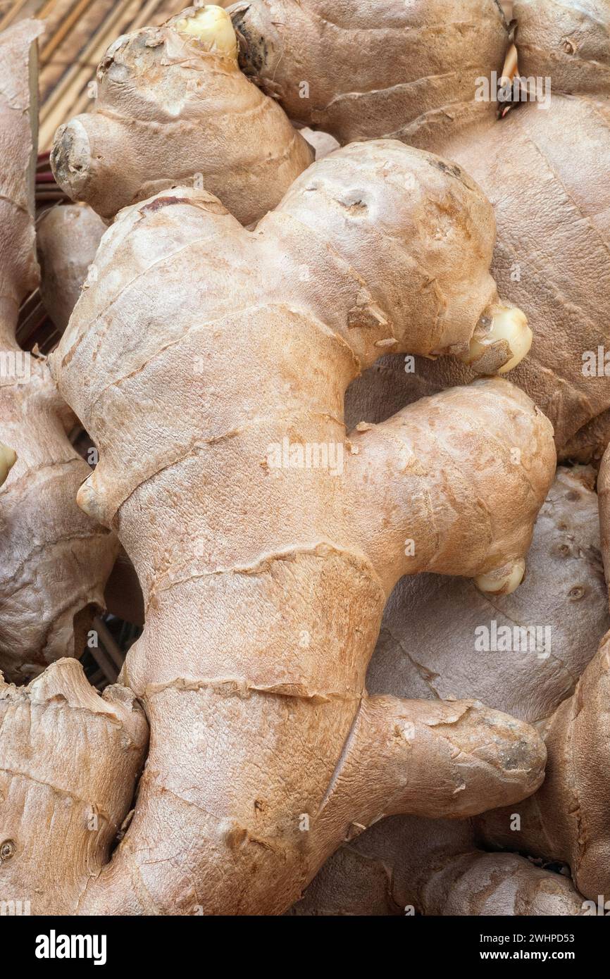 Ginger root (Zingiber officinale), Zinjgiberaceae. Aromatic and spicy ...