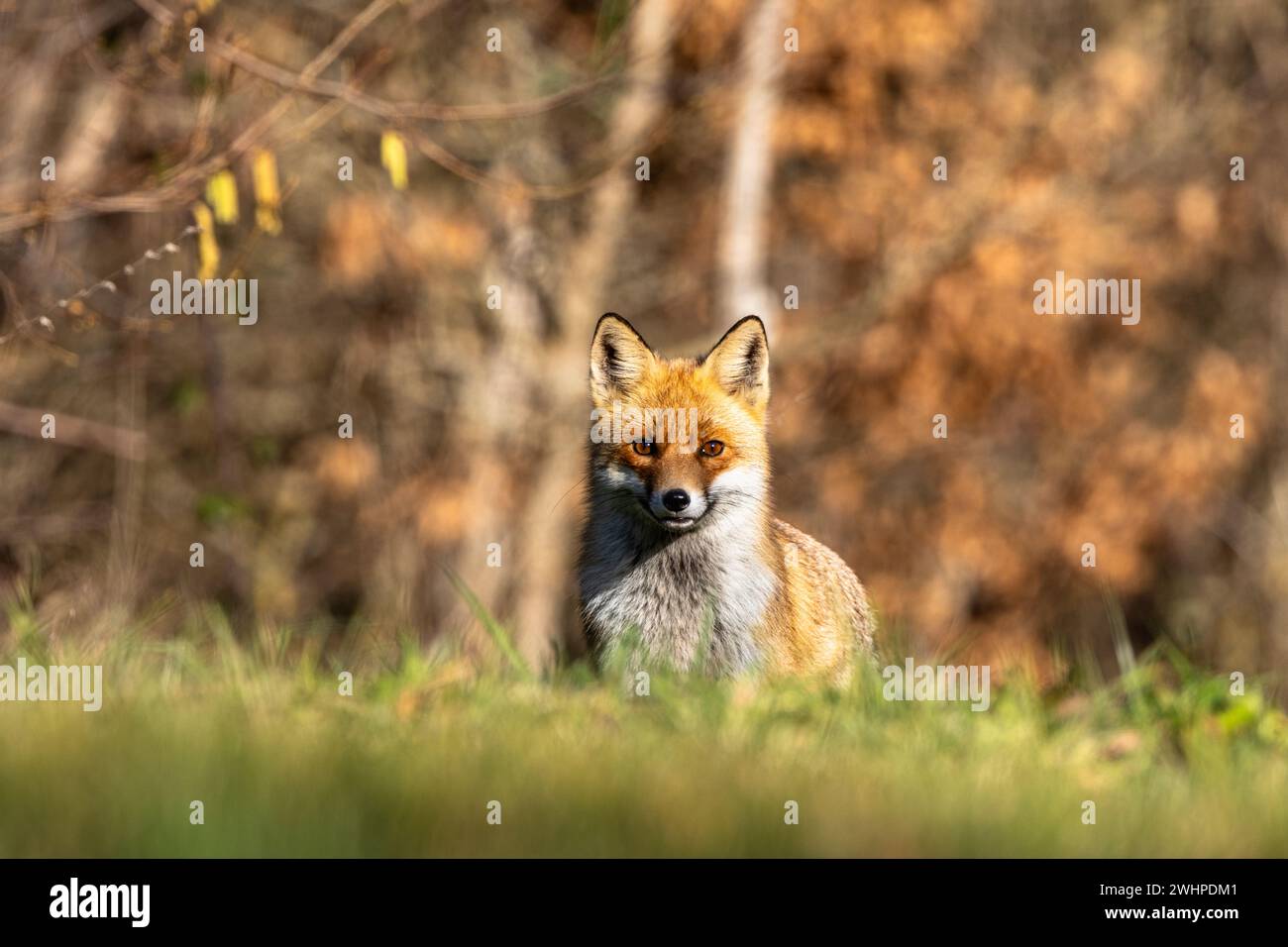 red fox stories Stock Photo - Alamy