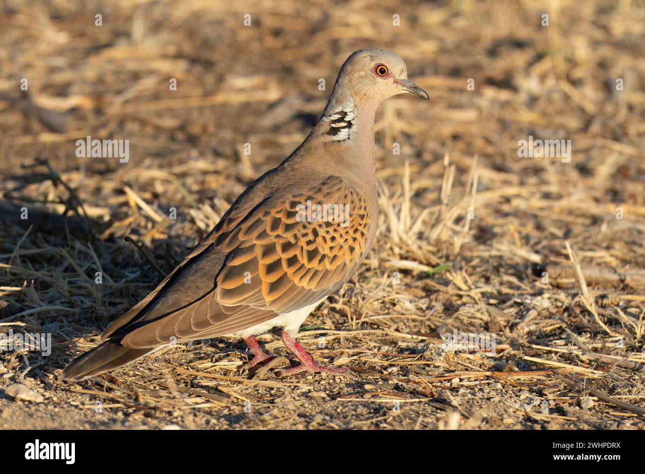 Alert european turtle dove hi-res stock photography and images - Alamy