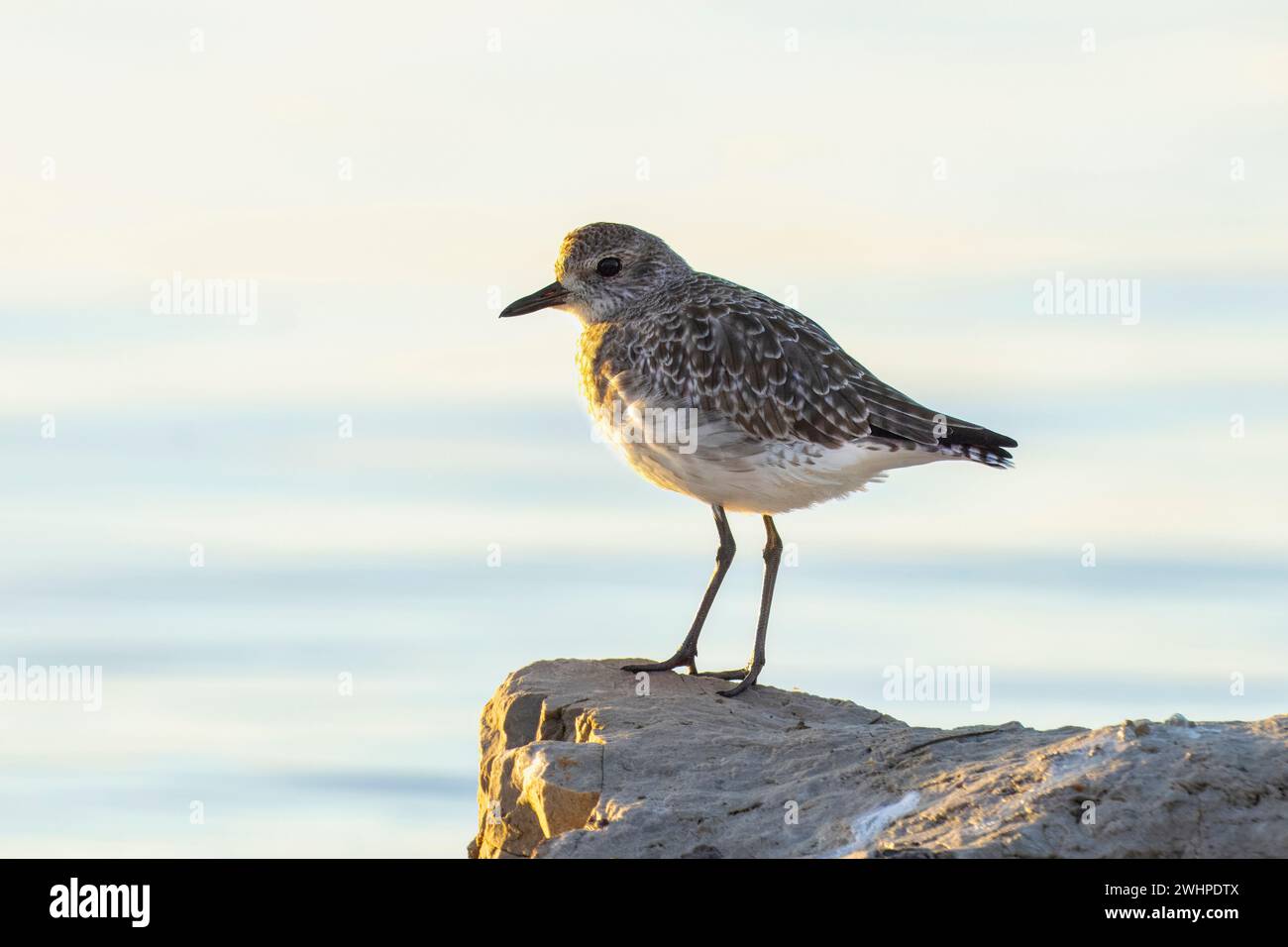 Grey plover bird hi-res stock photography and images - Alamy