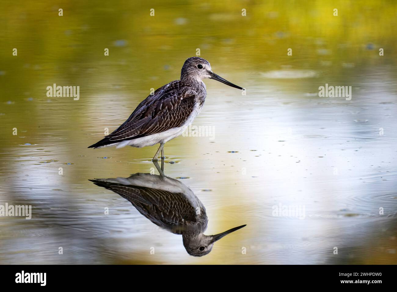 Common Greenshank, Tringa Nebularia, Isola della Cona, Italy Stock ...
