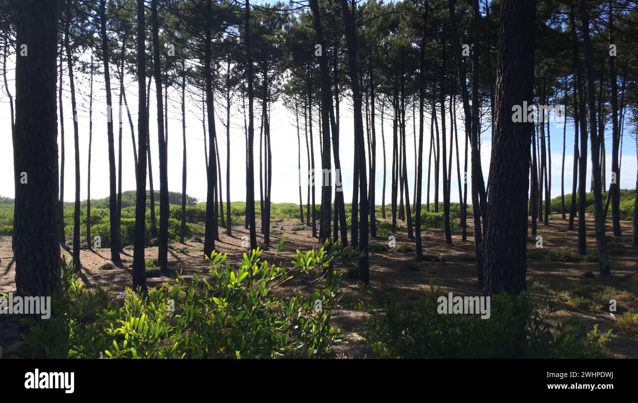 Sun shining through pine trees Stock Photo - Alamy