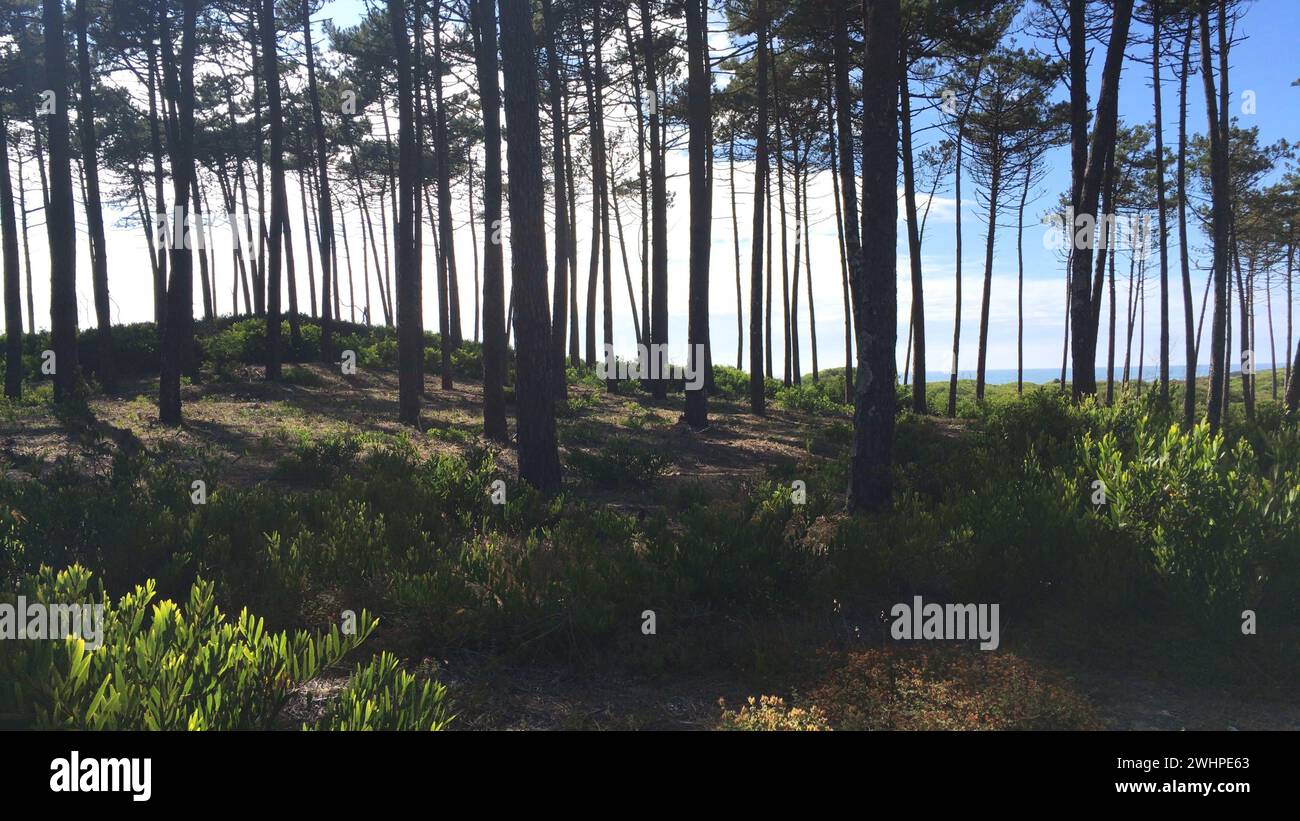 Daylight shining through trees hi-res stock photography and images - Alamy