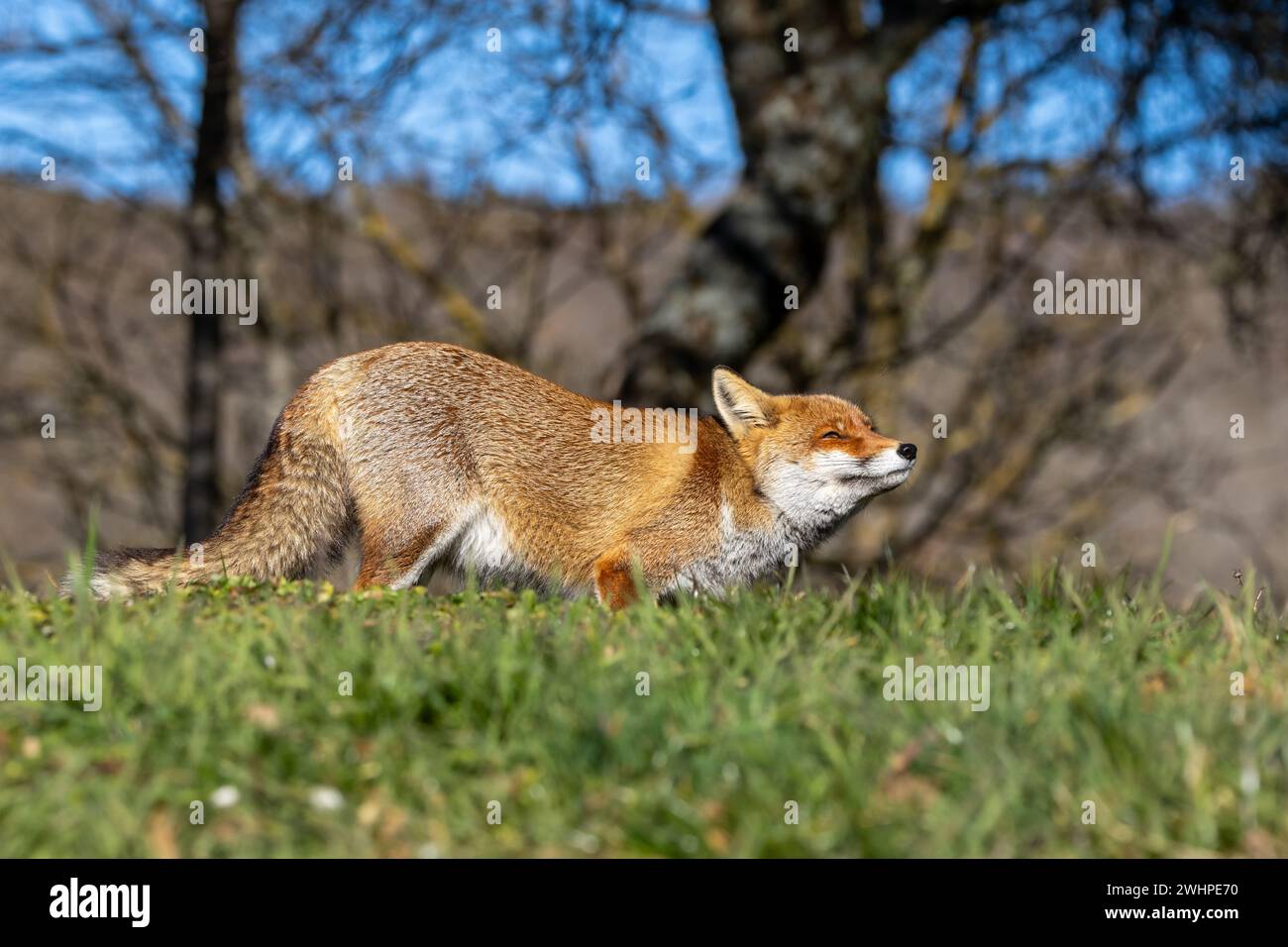 Fox watching hi-res stock photography and images - Alamy