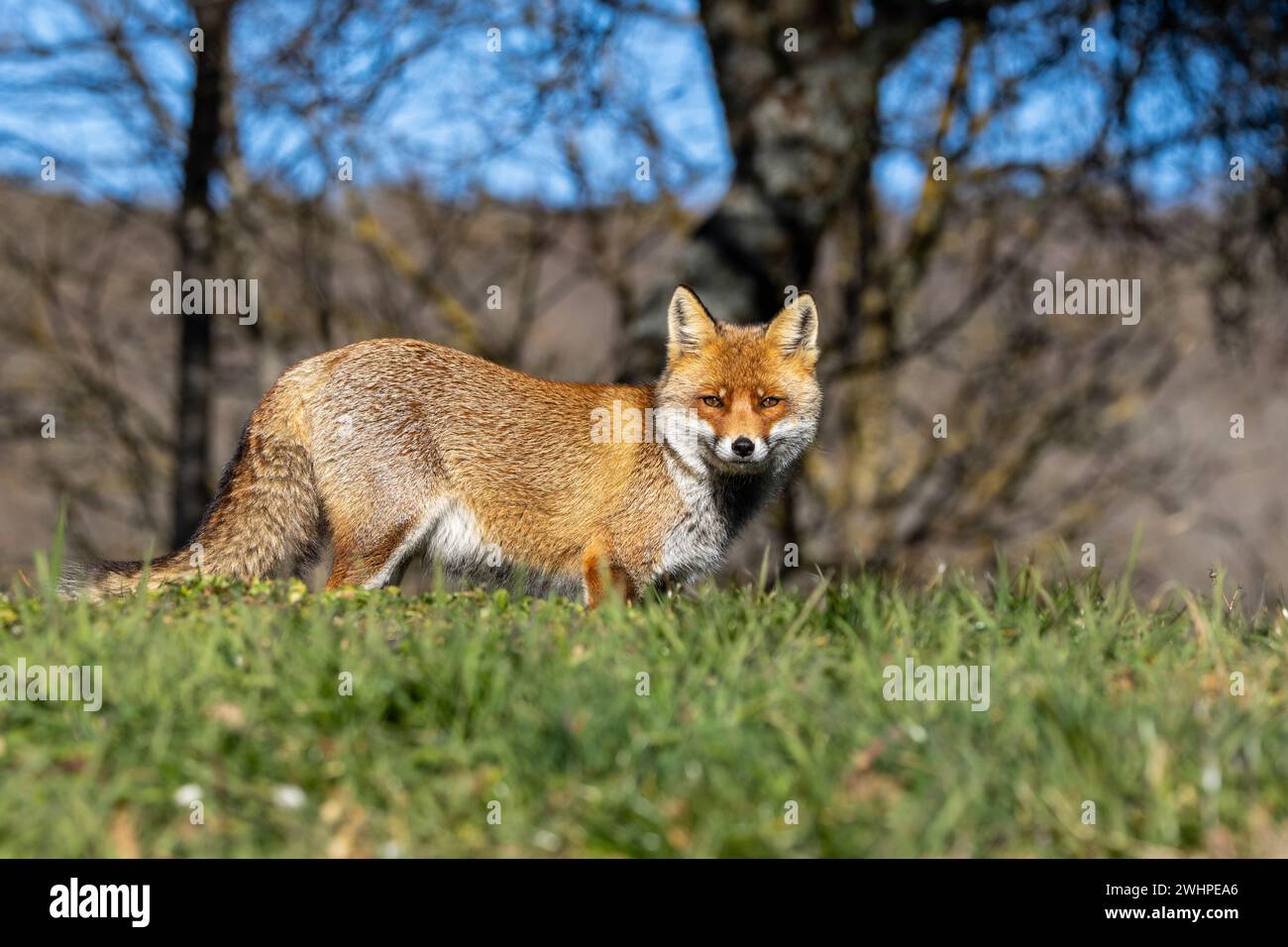 red fox stories Stock Photo - Alamy