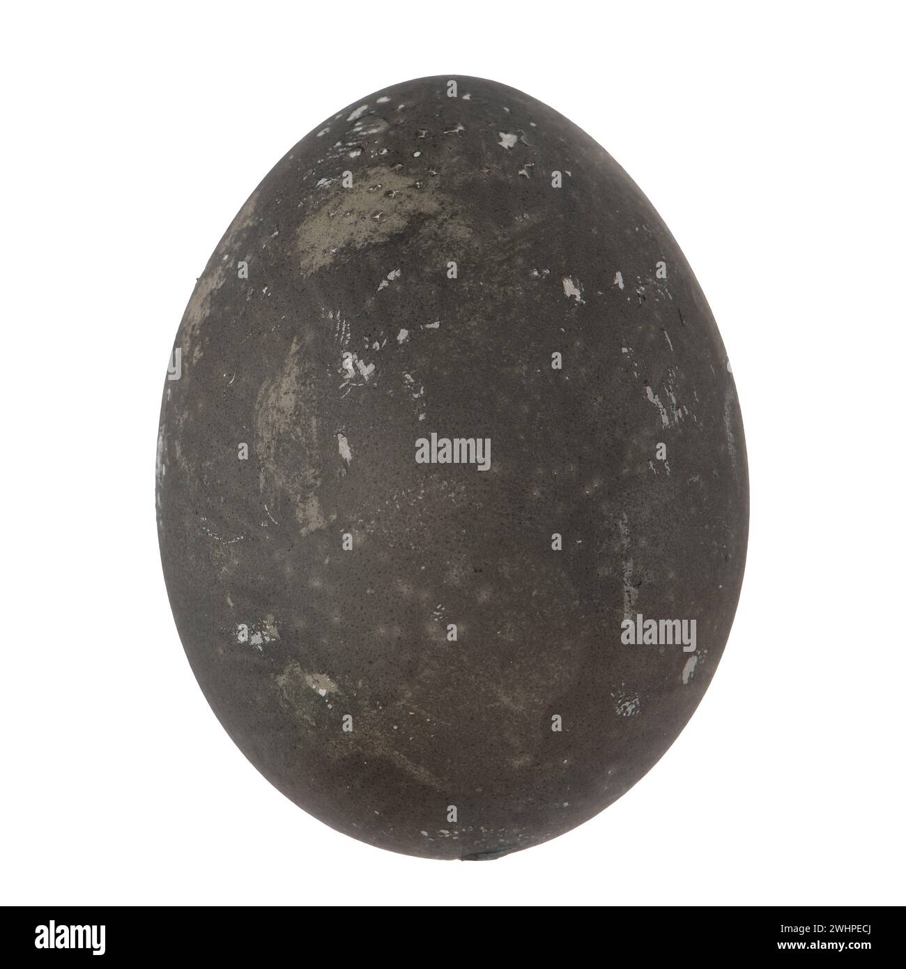 Black hen egg hi-res stock photography and images - Alamy