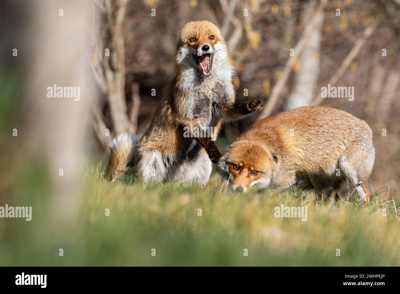red fox stories Stock Photo - Alamy